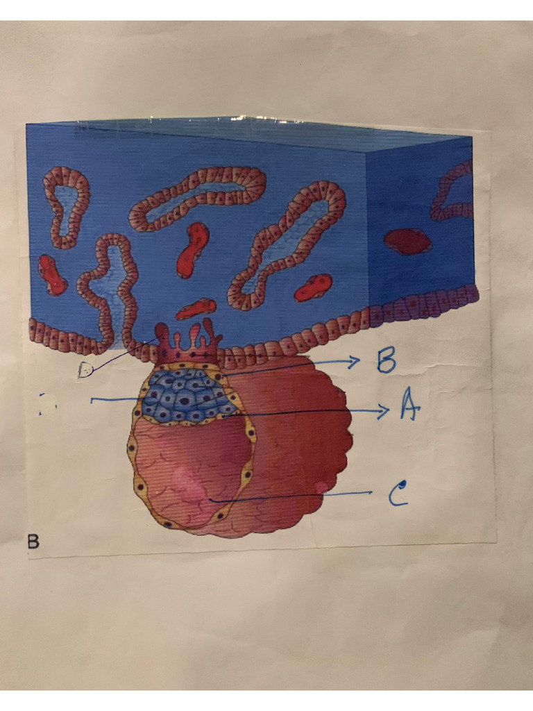 Embryo ospe diagrams | PDF