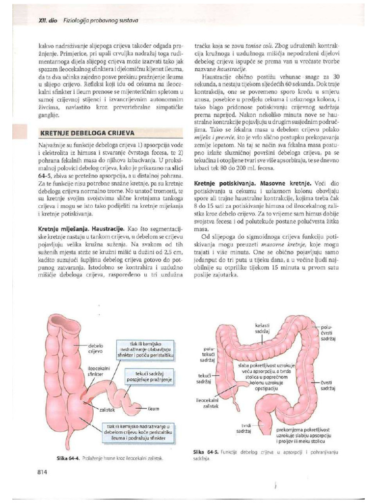 Motoricke Funkcije Debelog Crijeva | PDF