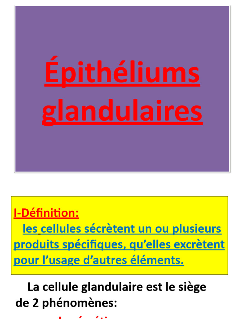 Epith. Granulaire | PDF | Épithélium | Pancréas