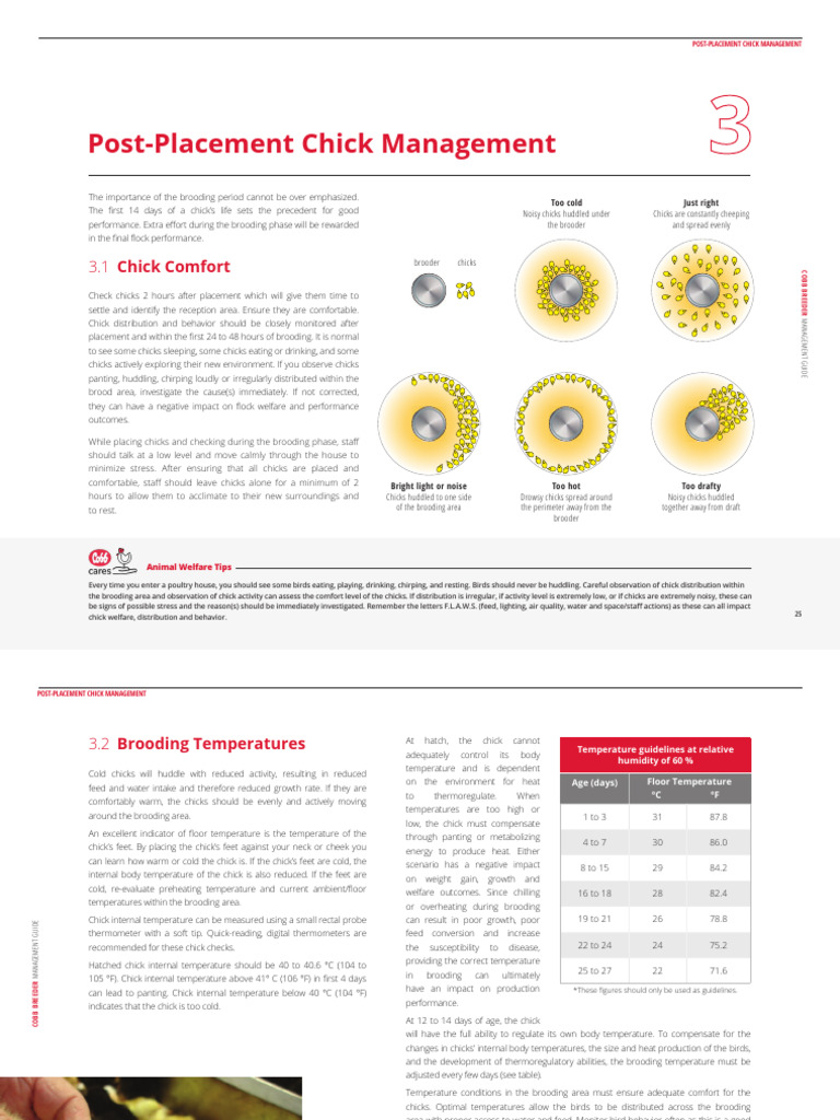 Breeder Guide 2021 - Post - Placement - Chick - Management | PDF | Beak ...