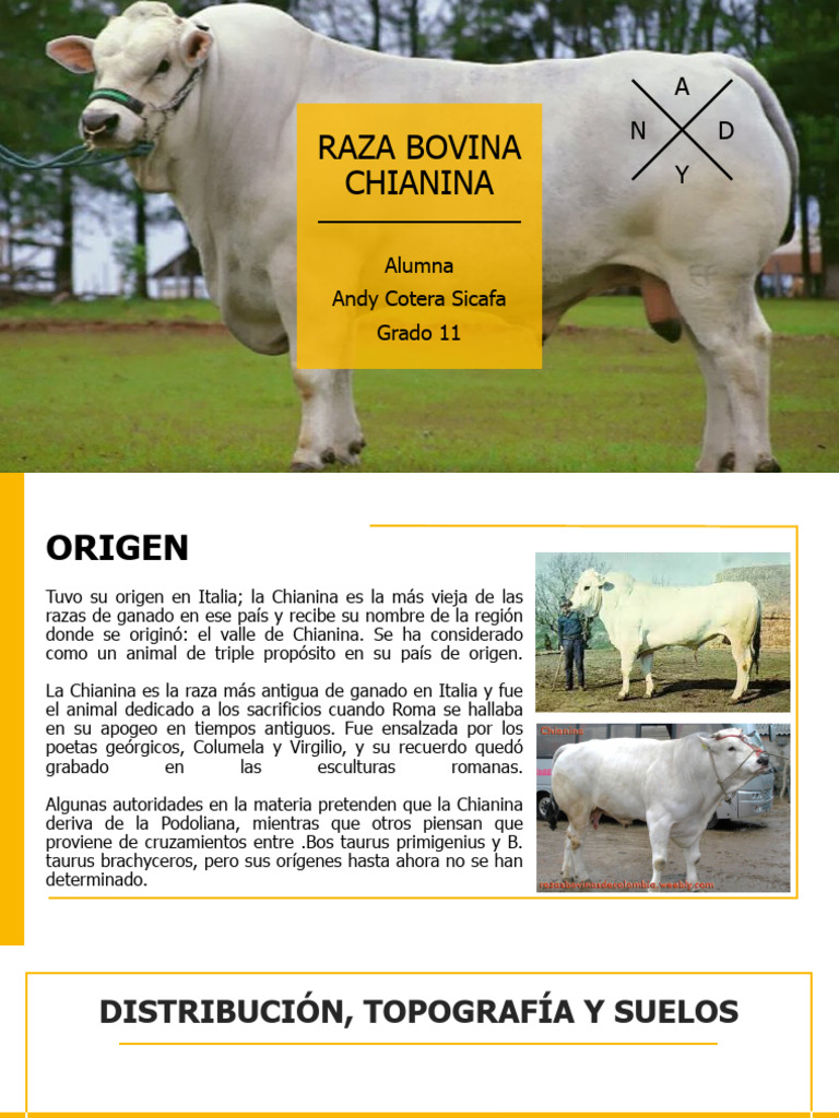 Raza Chianina | PDF | Carne | Vacas