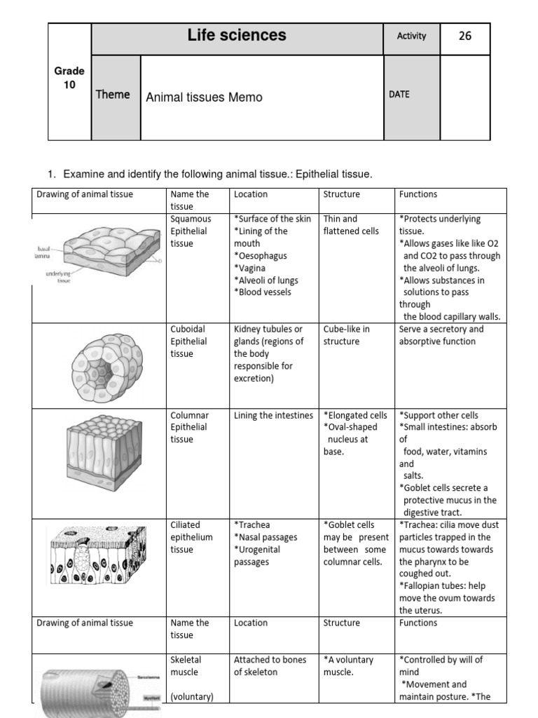 Act 26 Animal Tissue Memo | PDF | Muscle | Epithelium