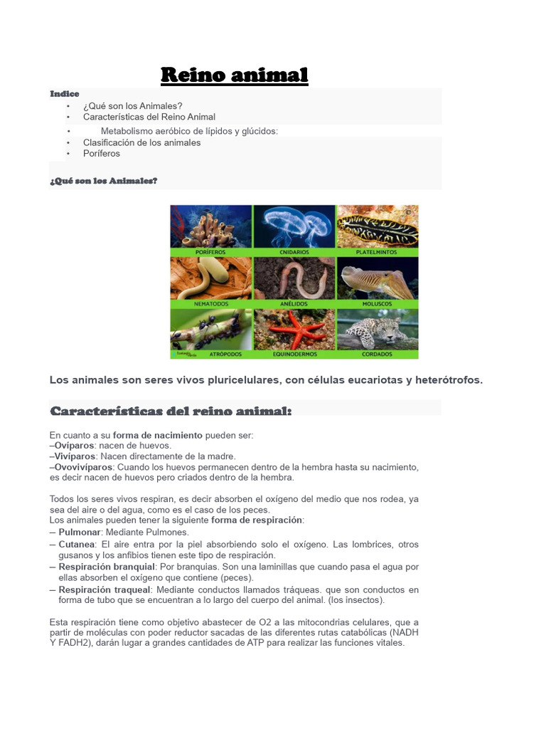 Características y Clasificación de Animales | PDF | Insectos | Reproducción