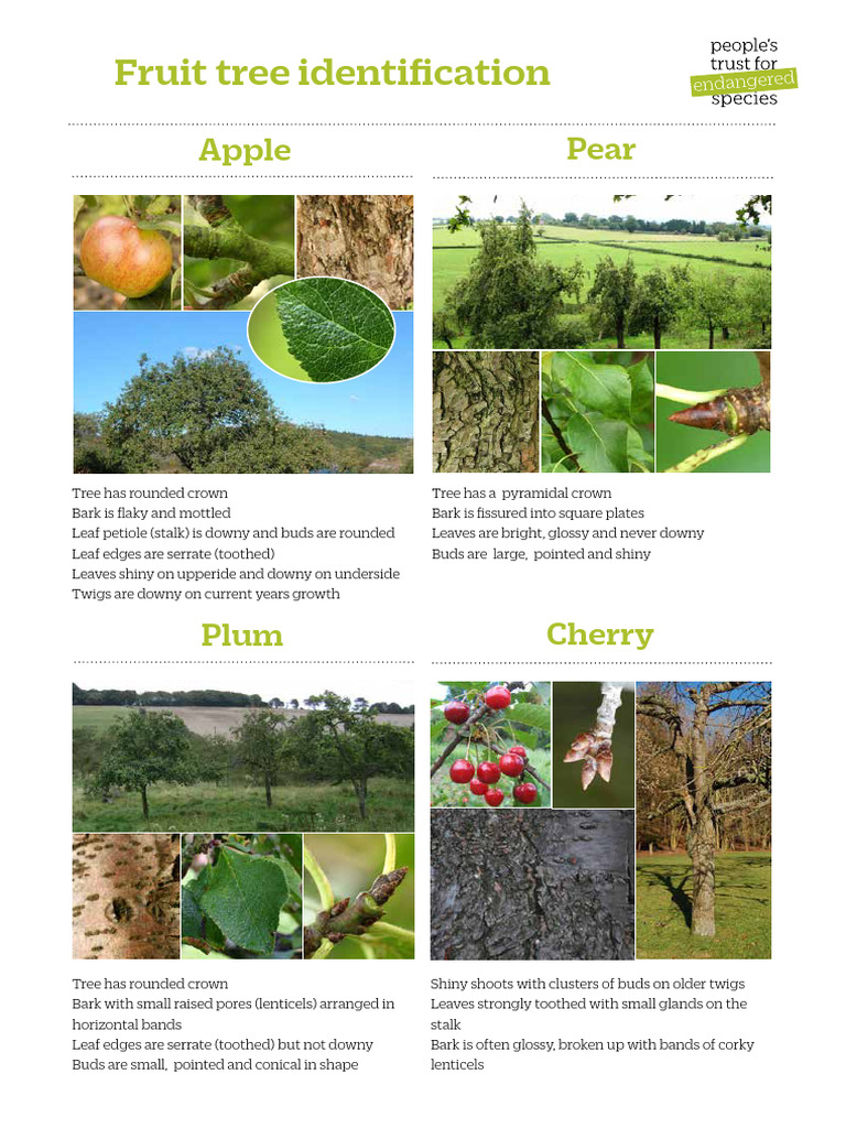 Fruit-tree-identification-portrait-low-res | PDF