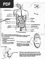 Digestive System Notes | PDF