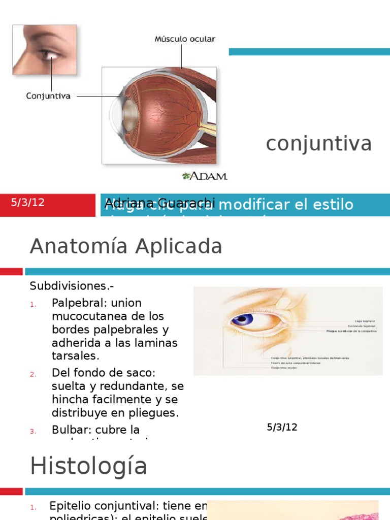 Anatomia de La Conjuntiva | PDF