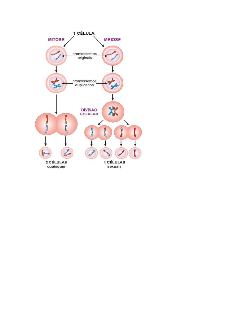 Meiose e Mitose | PDF
