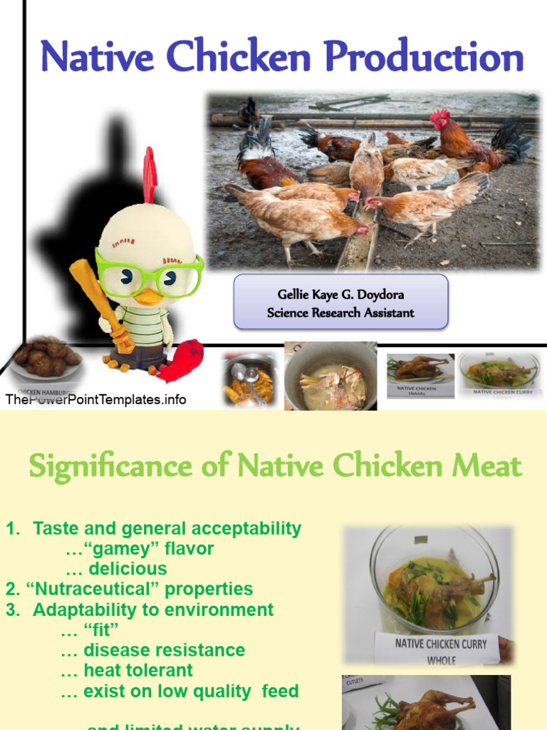 Native Chicken Production | PDF | Chicken | Birds