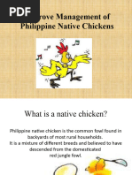 Native Chicken Production in The Philippines | PDF | Chicken | Poultry
