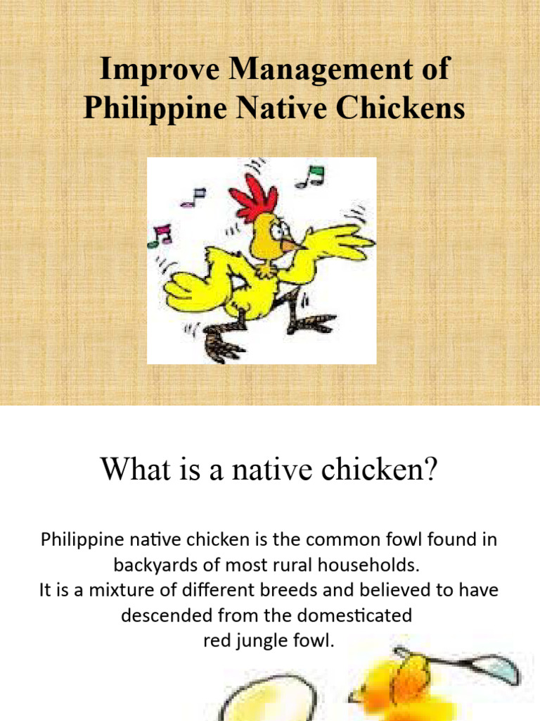 Native Chicken | PDF | Chicken | Birds