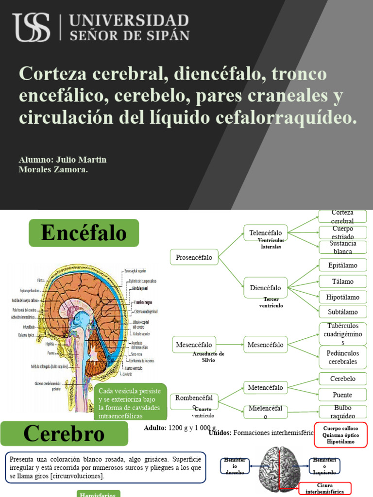 Corteza Cerebral, Diencéfalo, Tronco Encefálico, Cerebelo, Pares Craneales y Circulación Del ...