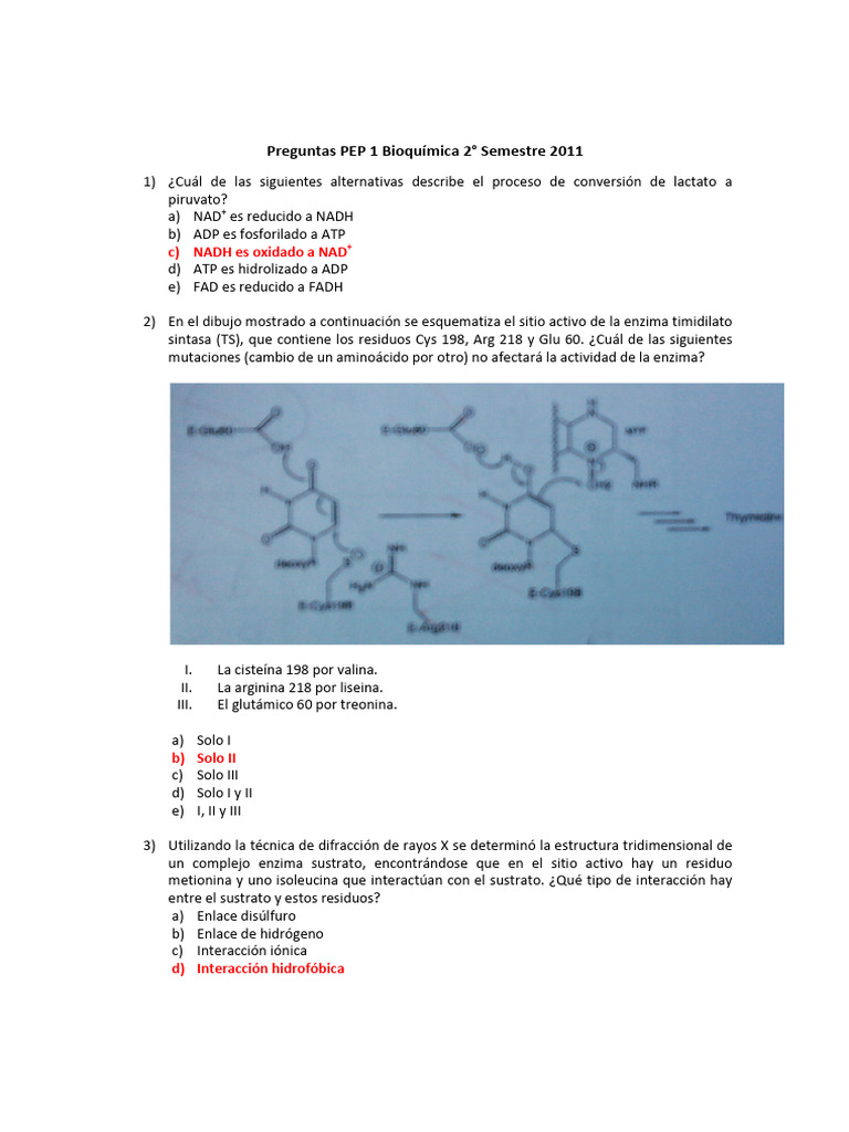 Preguntas PEP 1 Bioquímica 2° Semestre 2011: C) NADH Es Oxidado A NAD | PDF | Glucólisis | Enzima