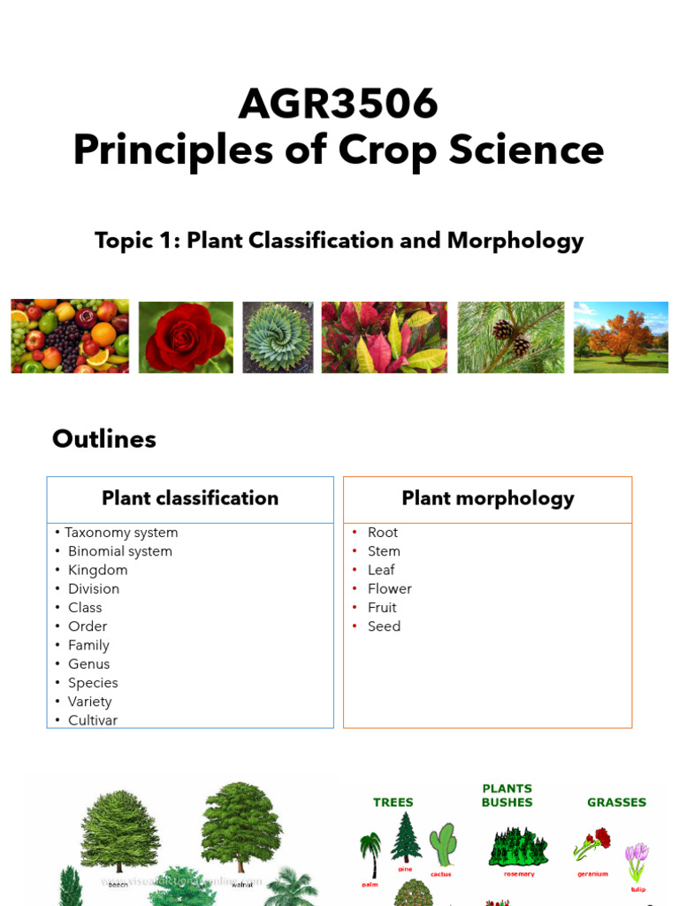 AGR3506 - Topic 1 - Plant Morphology and Classification | PDF | Flowers ...