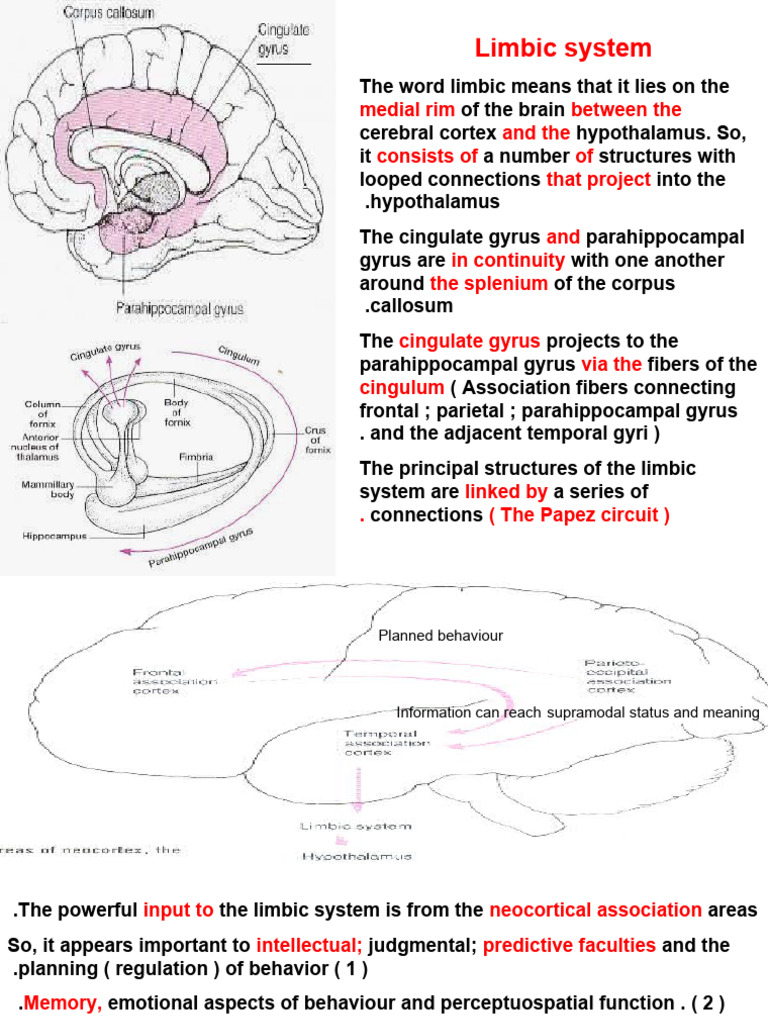 16 Limbic System | PDF | Limbic System | Hippocampus