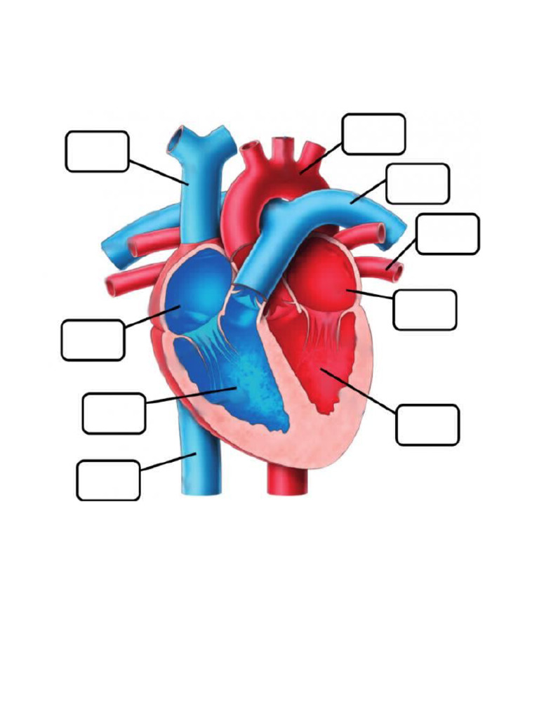 corazon y sistema circulatorio | PDF