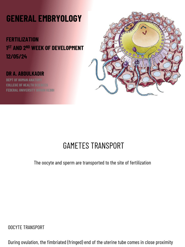 Embryology 2 | Download Free PDF | Developmental Biology | Biology