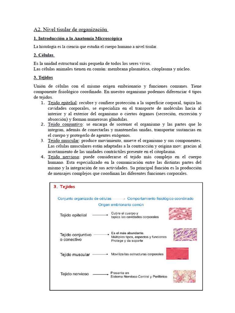 A2 Nivel Tisular De Organizacion Pdf Epitelio Hueso