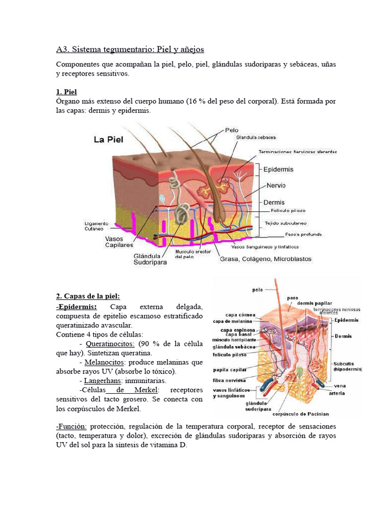 A3 sistema tegumentario. piel y añejos | PDF | Piel | Sistema tegumentario