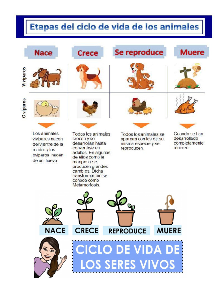 Ciclo de Vida de Los Seres Vivos | PDF