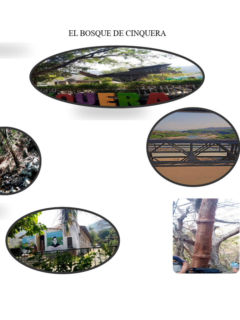 El Bosque de Cinquera | PDF | Entorno natural | Deforestación