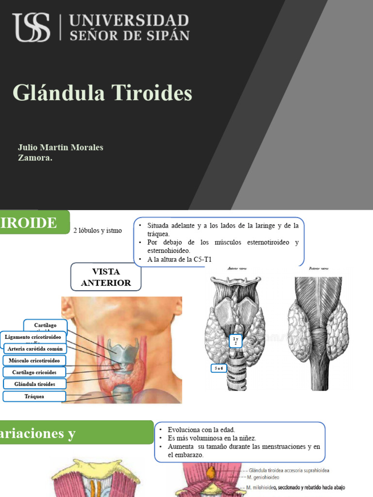 Glándula Tiroides | PDF | Tiroides | Anatomia animal