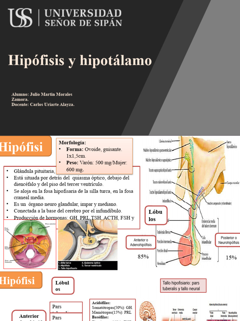 Hipófisis y su relación con el hipotálamo | PDF | Glándula pituitaria ...