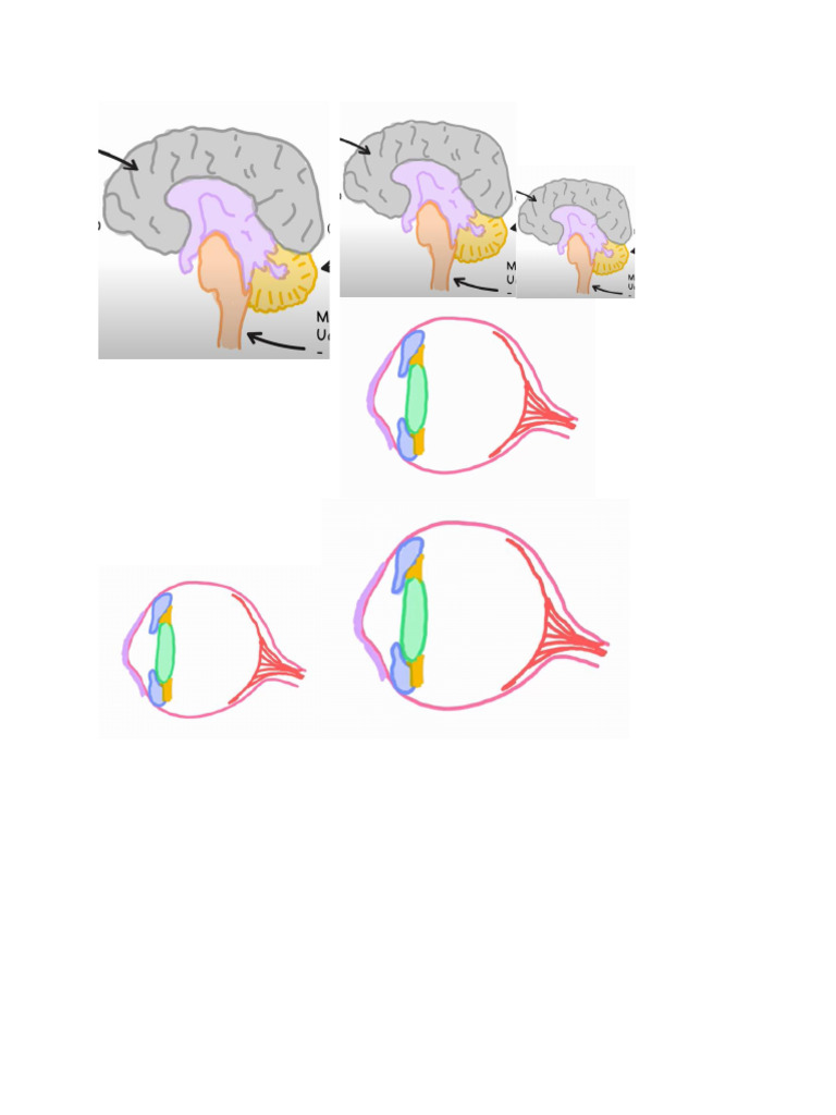 Brain and Eye Diagram | PDF