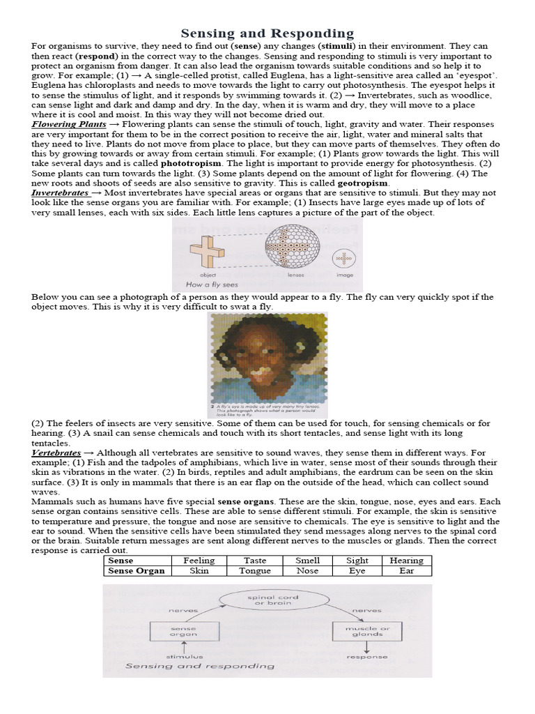Sensing and Responding compressed | PDF | Ear | Sound
