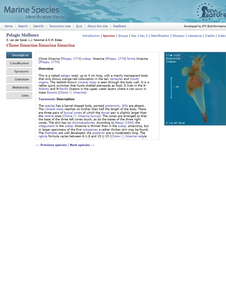 Marine Species Identification Portal : Clione Limacina Limacina ...