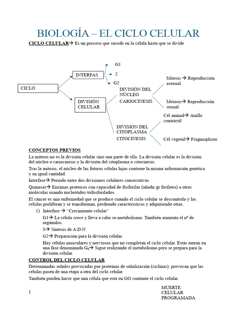 Biología - El Ciclo Celular | PDF | Mitosis | Mitosis