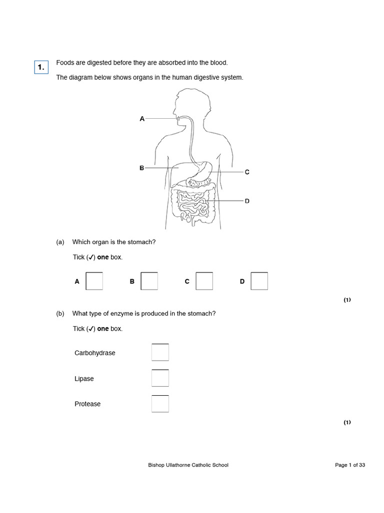 Foundation Biology Paper 1 | PDF | Digestion | Stoma