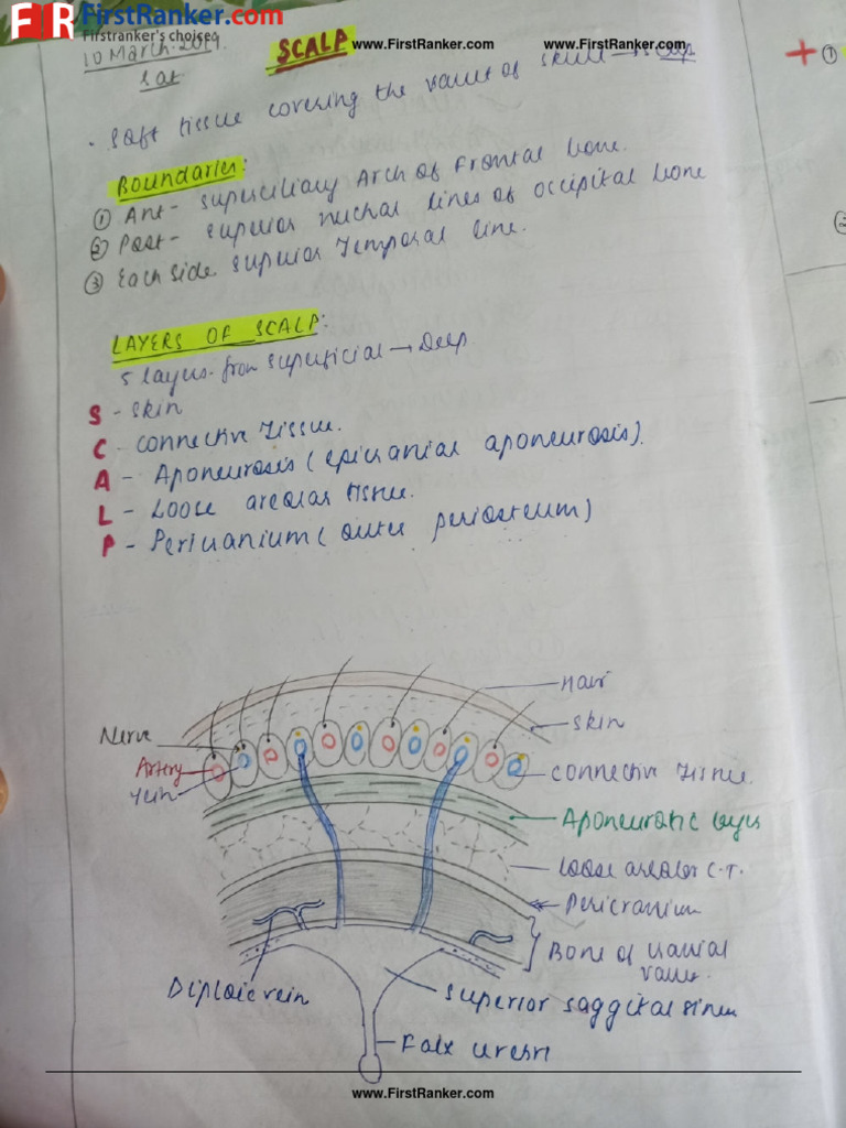 Head and Neck Notes | PDF