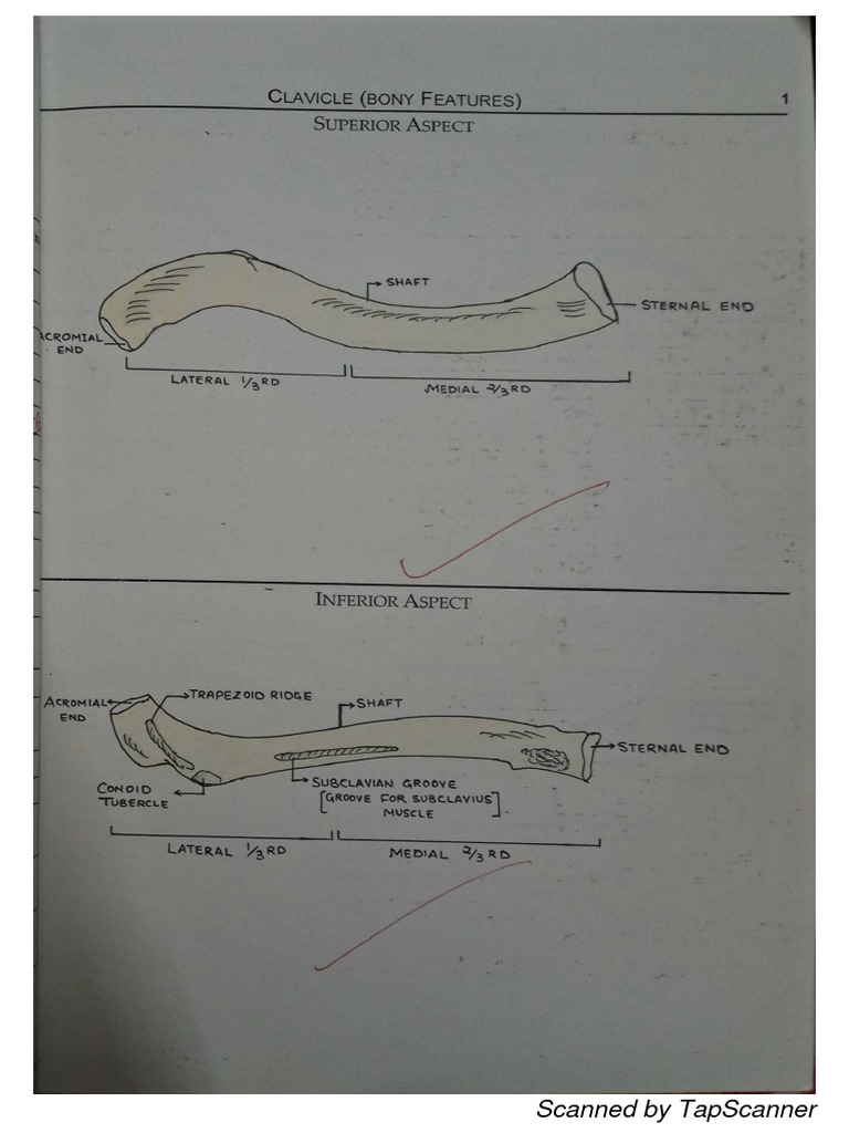 Upper Limb Pdf