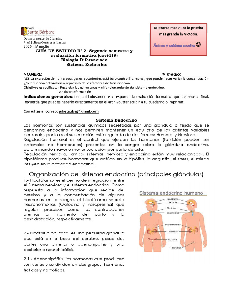 Guía de Estudio: Sistema Endocrino IV Medio | PDF | Sistema endocrino | Hormona