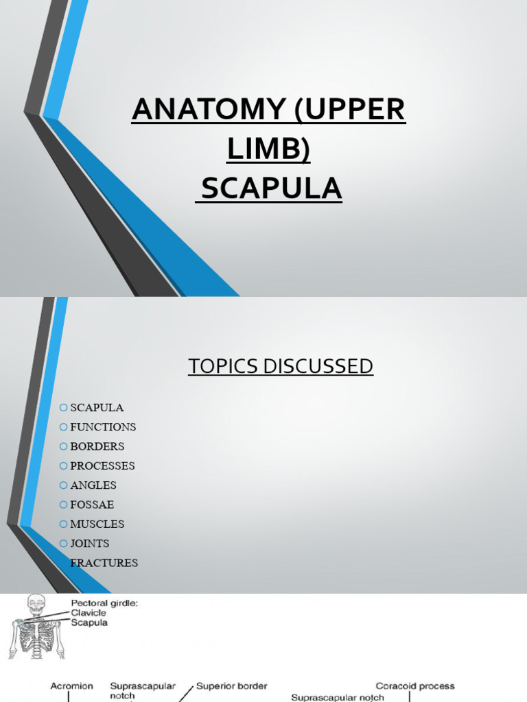 Anatomy Presentation Scapula | PDF | Shoulder | Joints
