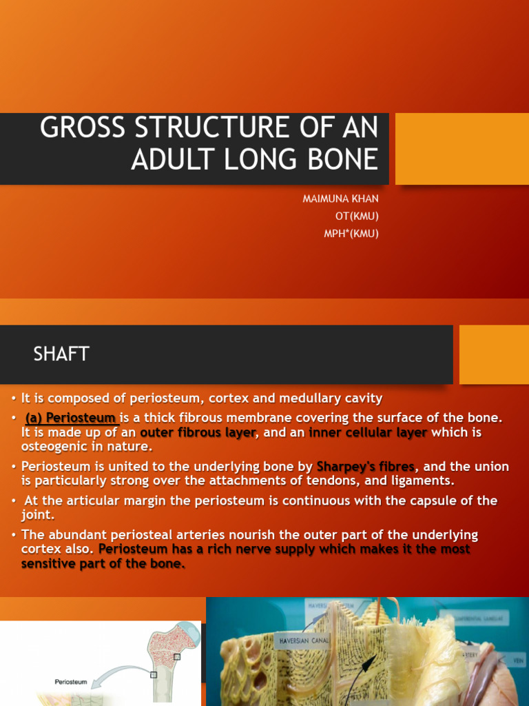 Anatomy of Adult Long Bone Structure | PDF | Bone | Blood Vessel