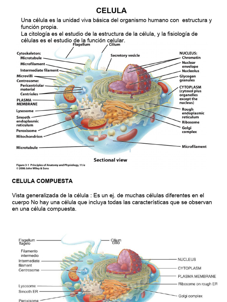 Celula 1 | PDF | Membrana celular | Bicapa lipídica