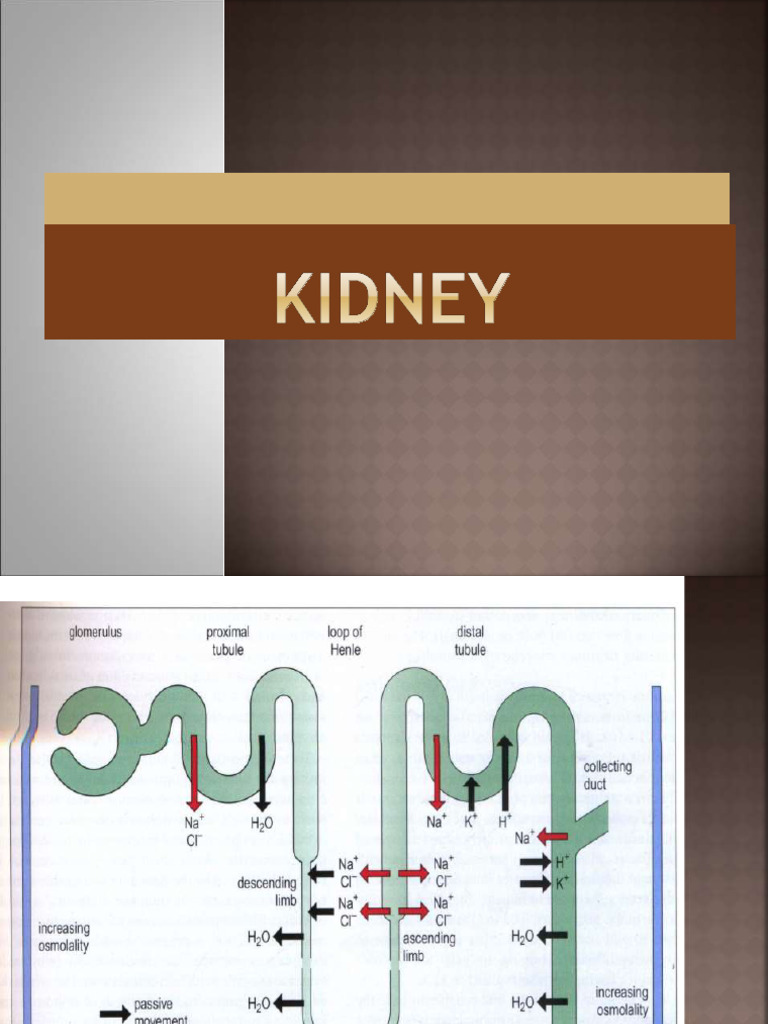 KIDNEY | PDF | Creatinine | Kidney