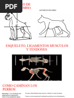 Morfología del perro: Graioides y Occipucio | PDF | Diente | Pastor alemán