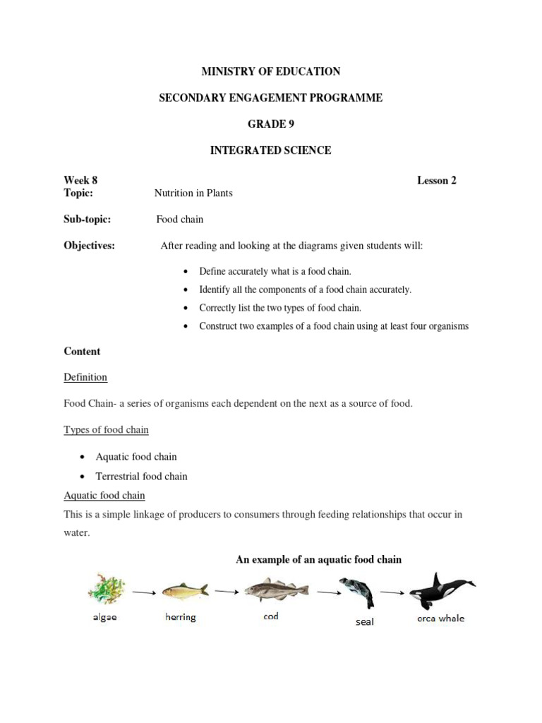 Food chain | PDF | Foods | Herbivore