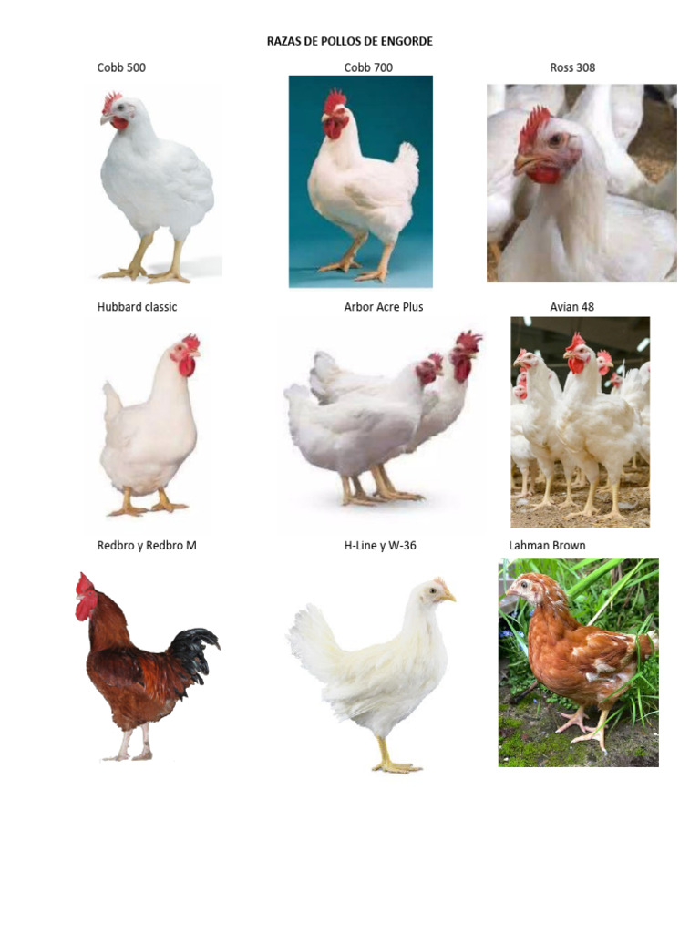 10 Razas de Pollos de Engorde | PDF | Deportes y actividades al aire ...