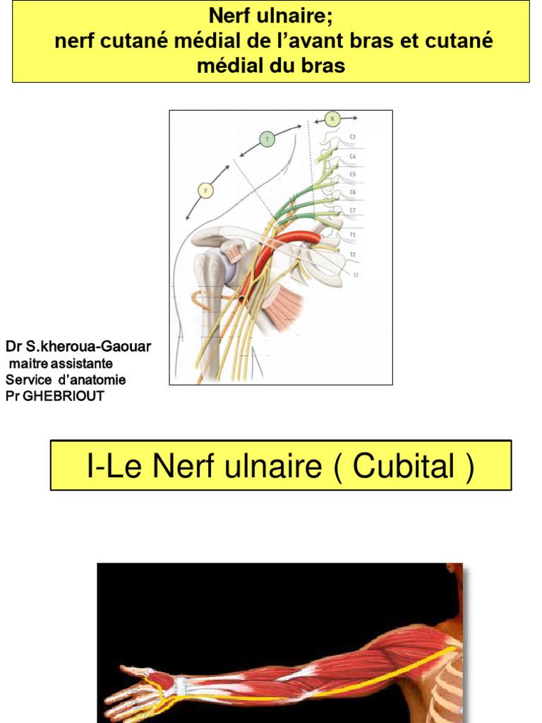 Nerf Ulnaire | PDF | Bras | Appareil locomoteur