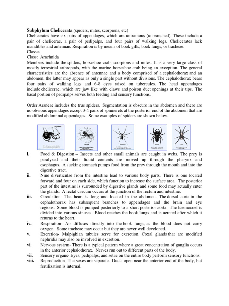 Subphylum Chelicerata | PDF | Spider | Spider Web