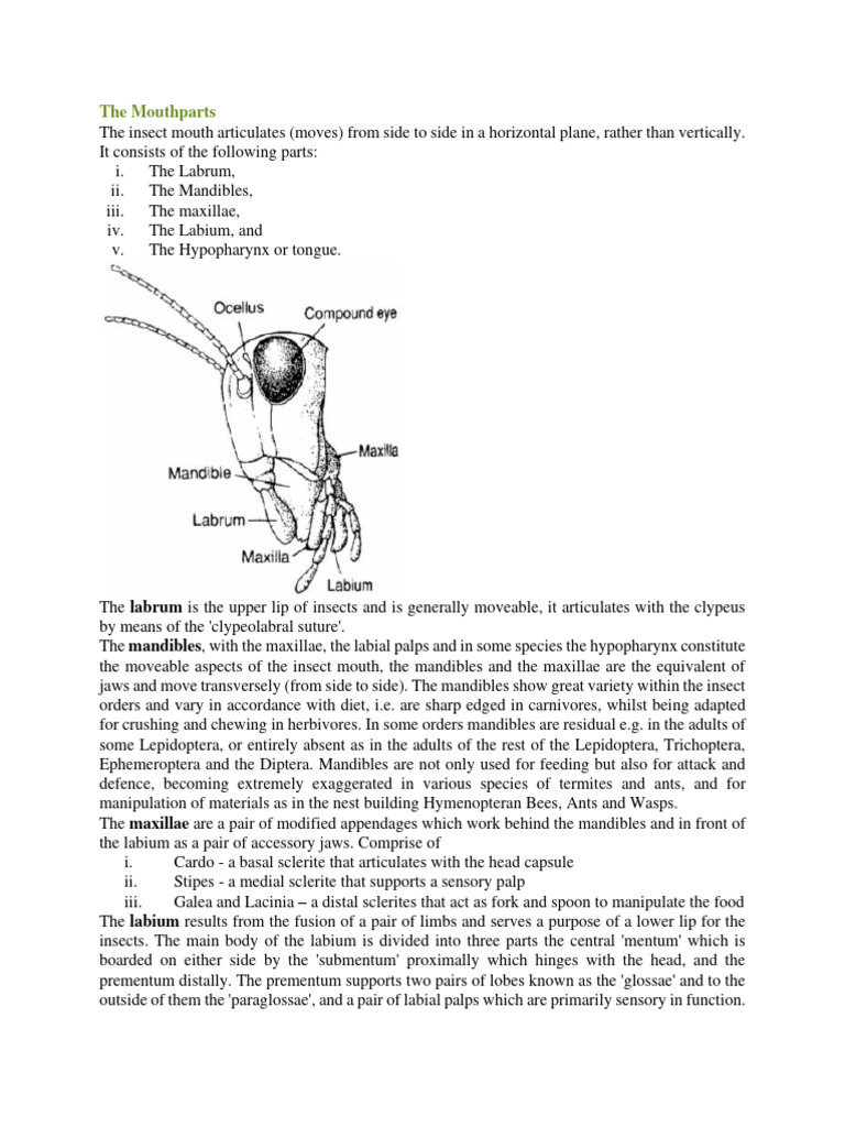 Insect Morphology | PDF | Insects | Hexapoda