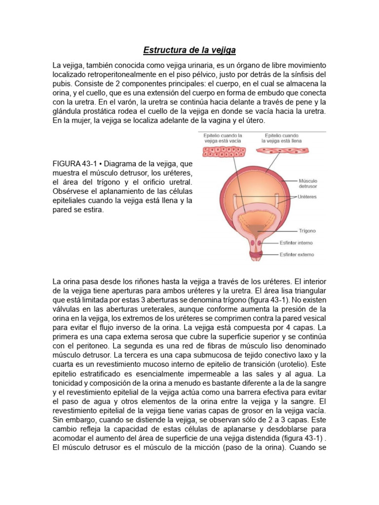 Estructura y función de la vejiga urinaria | PDF | Micción | Anatomía