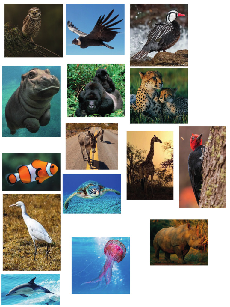 Animales | PDF