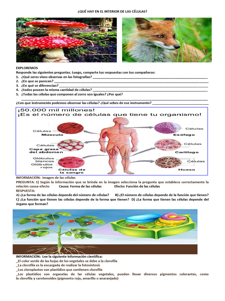 Qué Hay en El Interior de Las Células Matres 07 | PDF | Plantas ...