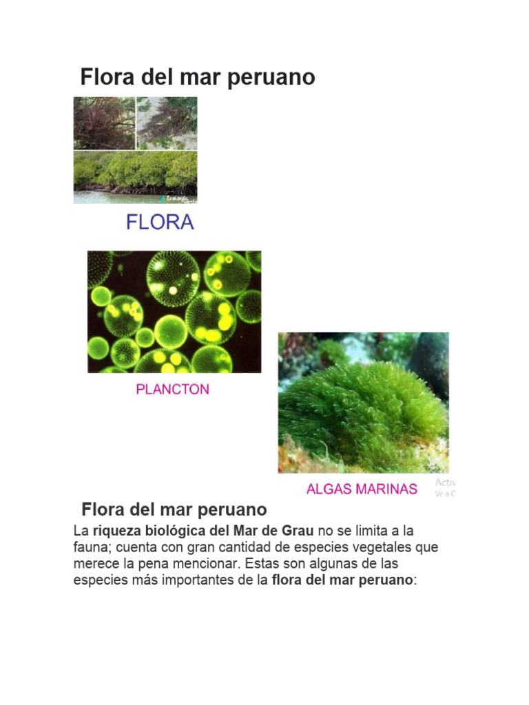 Florayfaunadelmarperuano 240405021018 71f100a2 | PDF | Mar | Algas