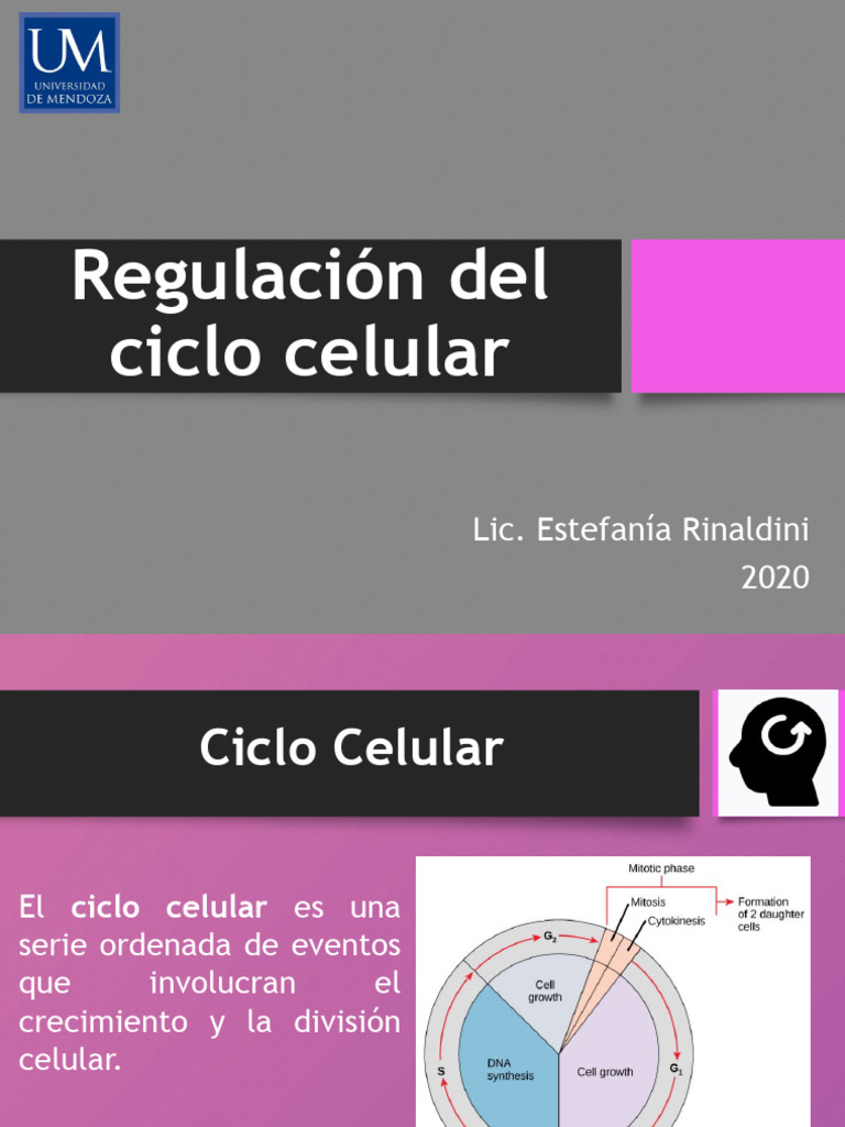 Regulación Del Ciclo Celular Pdf Gen Supresor De Tumores Oncogen 1678