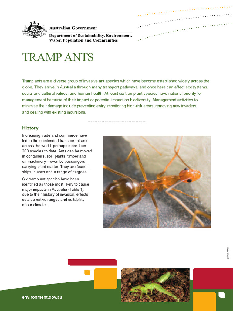 Fs Tramp Ants | PDF | Ant | Organisms